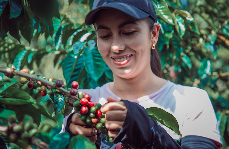 A Beginner’s Guide to Honduran Coffee – Command Coffee